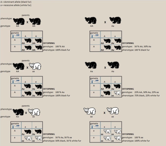 The Kermode Bear: a White Black Bear