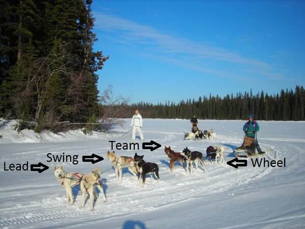 Dog Sledding Vacations.All you need to know about dog sledding.